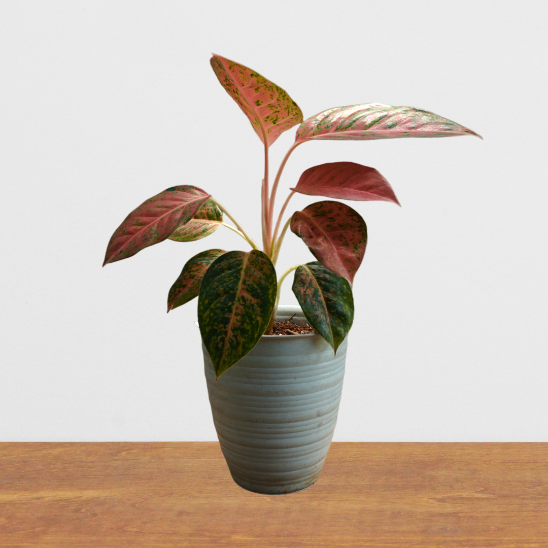 Art Garden Flowers: Indonesia Aroid and Hoya Plants