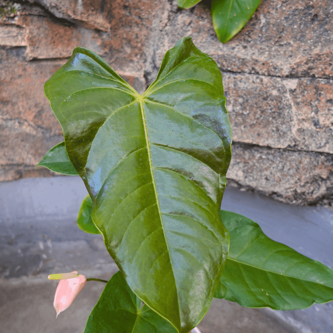 Anthurium Chamberlainii - Art Garden Flowers