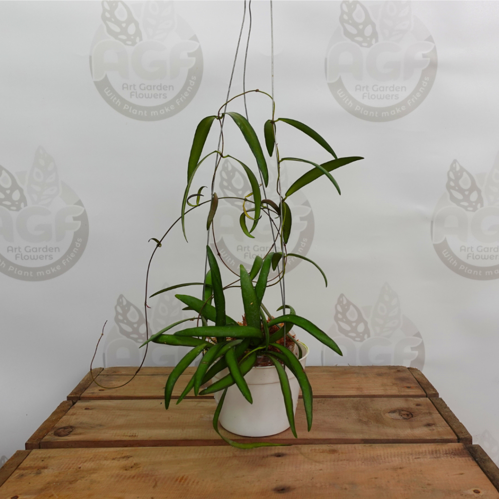 Hoya Aff Acicularis - Art Garden Flowers