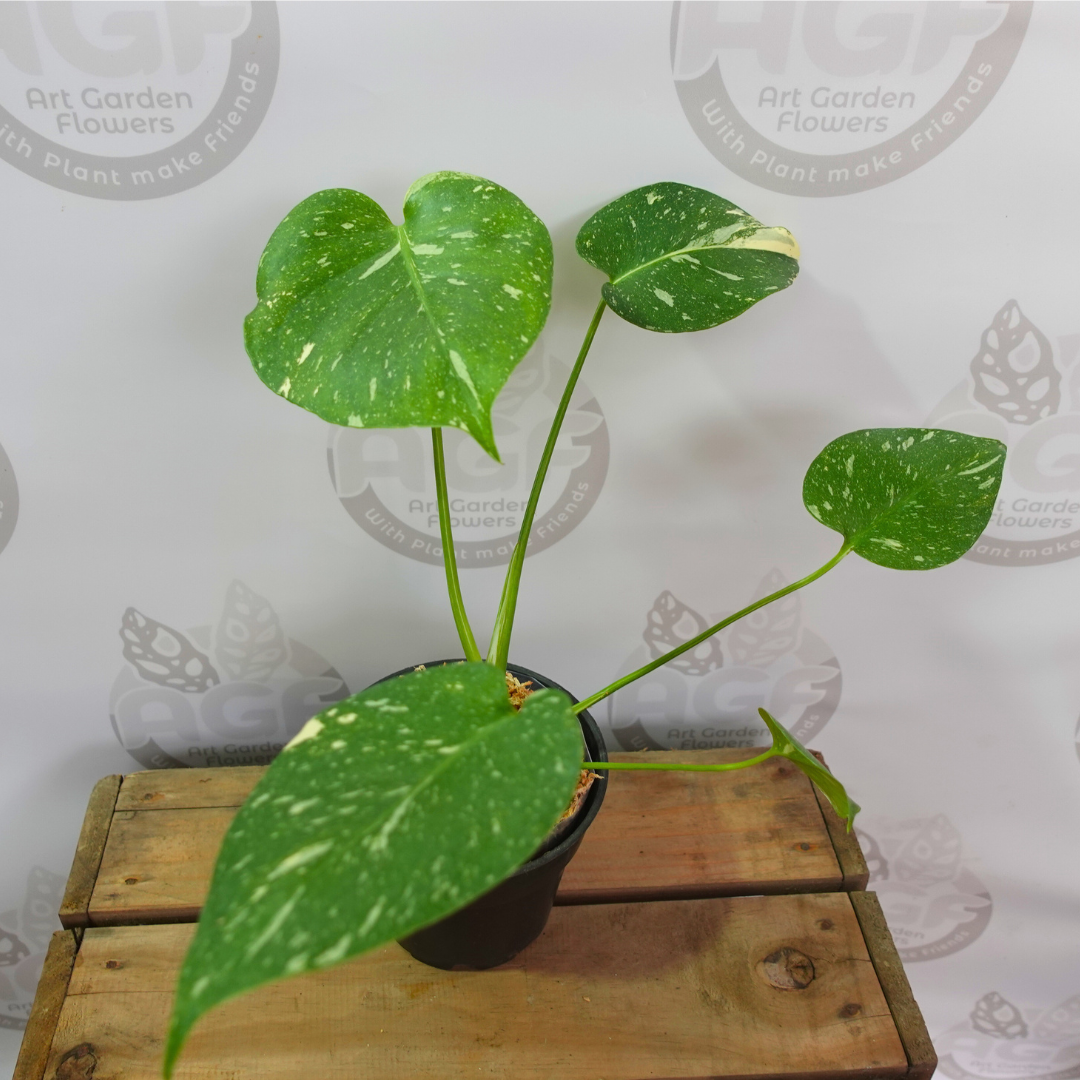 Monstera – Art Garden Flowers