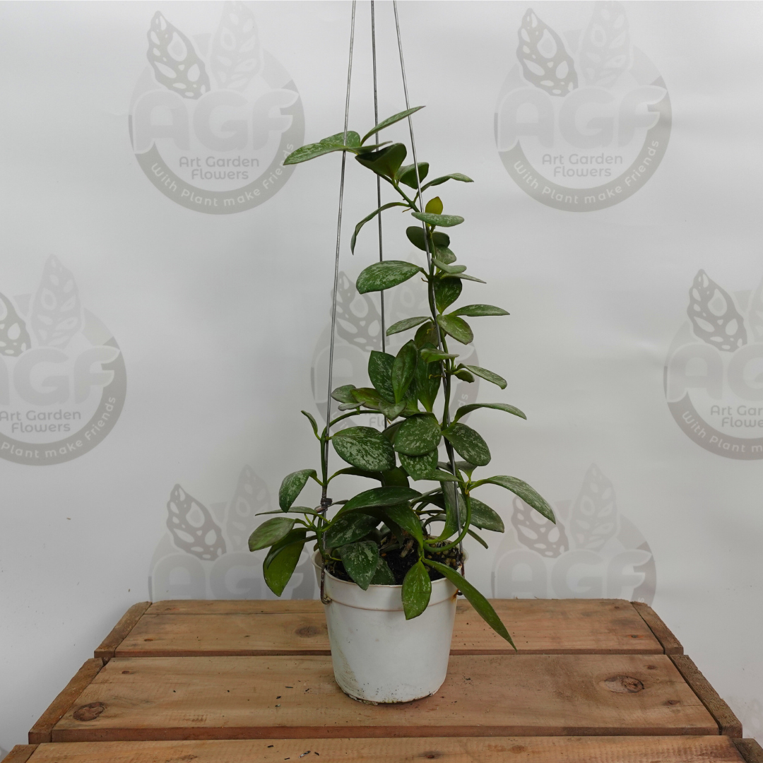 Hoya Collina Splash - Art Garden Flowers