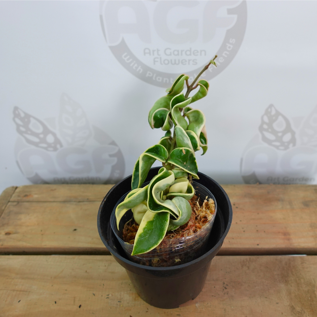Hoya Compacta Regalis - Art Garden Flowers