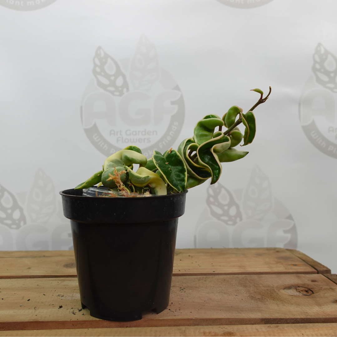 Hoya Compacta Regalis - Art Garden Flowers