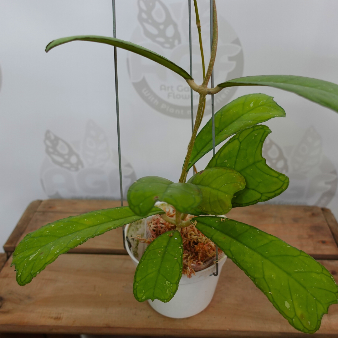 Hoya Deykea sp Mutiara - Art Garden Flowers