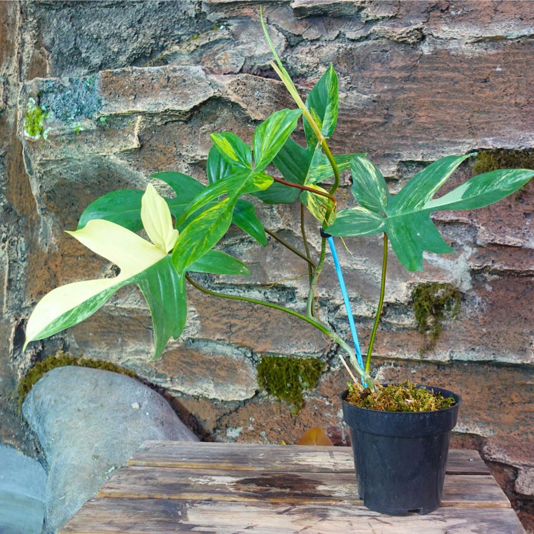 Philodendron Florida Beauty - Art Garden Flowers