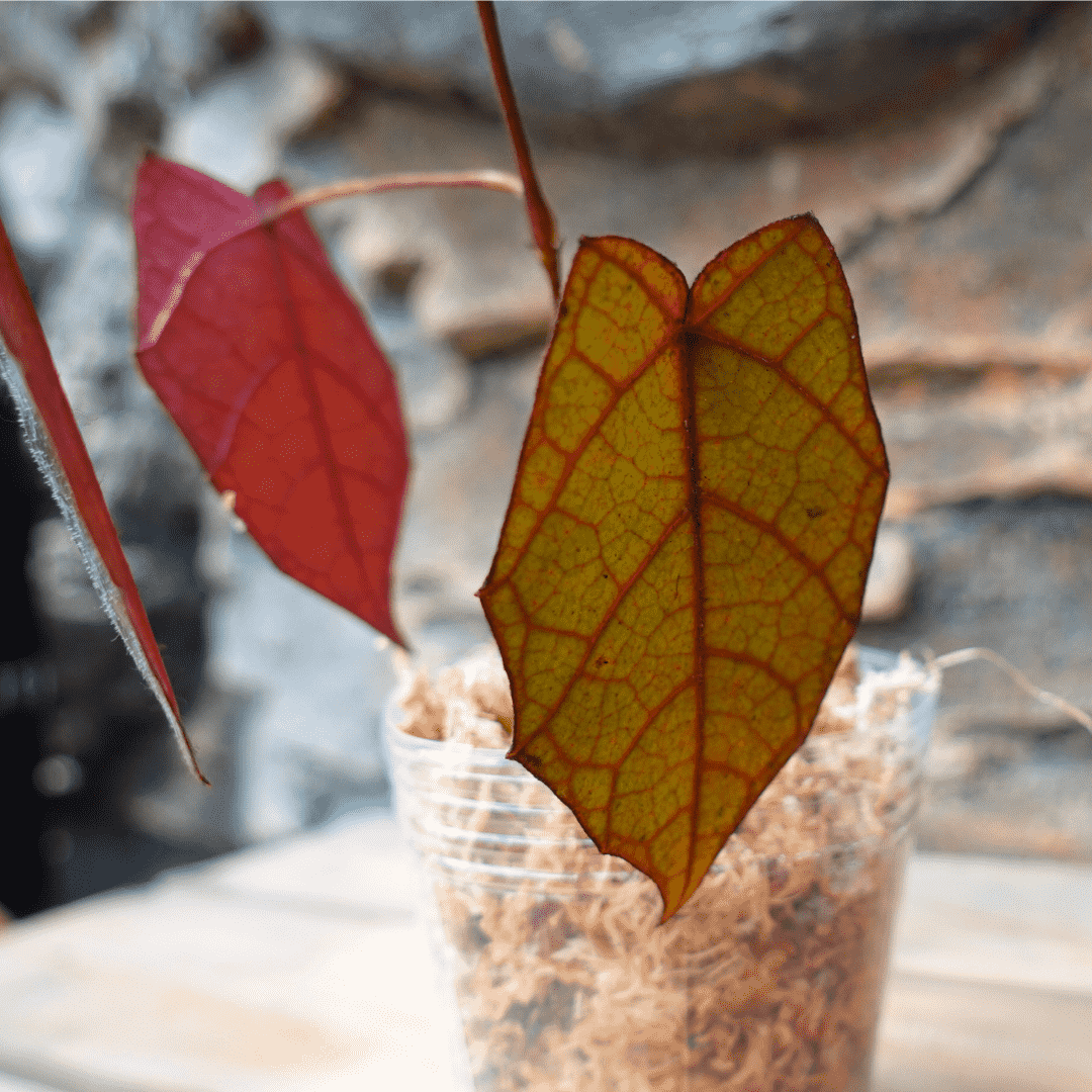 Piper Batman - Art Garden Flowers