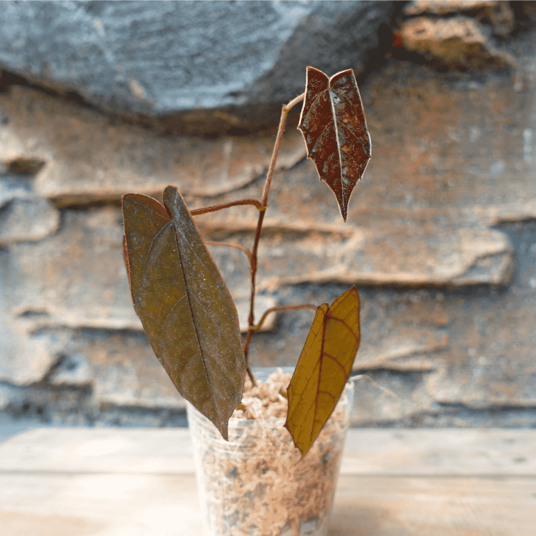 Piper Batman - Art Garden Flowers