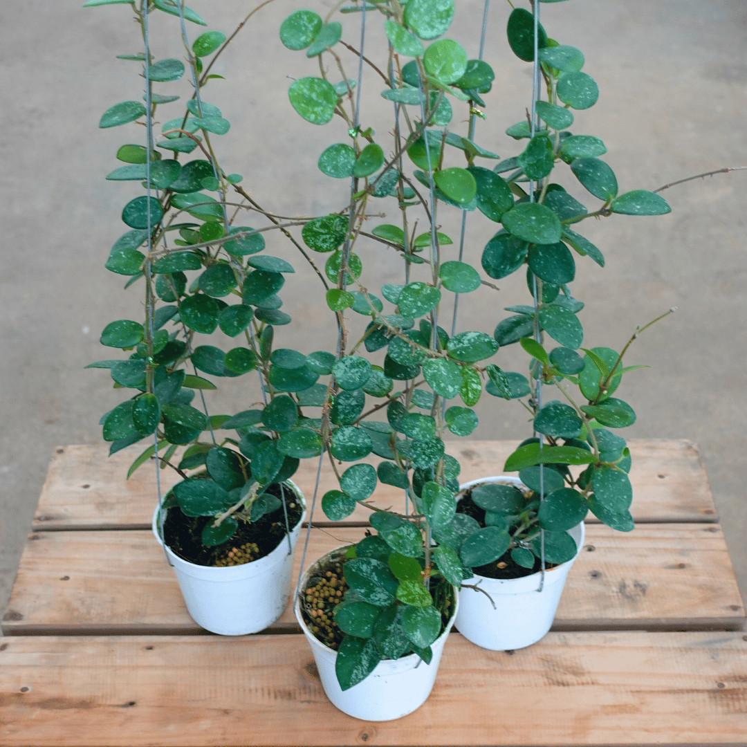 Hoya Matilde Splash - Art Garden Flowers