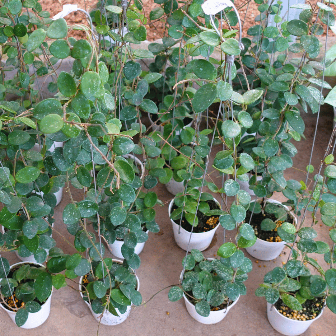 Hoya Matilde Splash - Art Garden Flowers