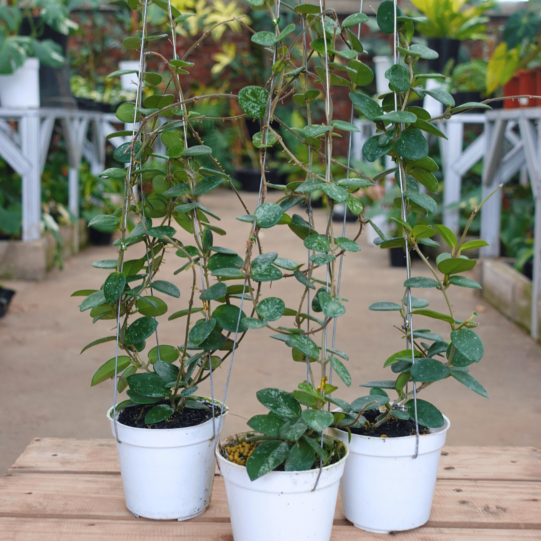 Hoya Matilde Splash - Art Garden Flowers