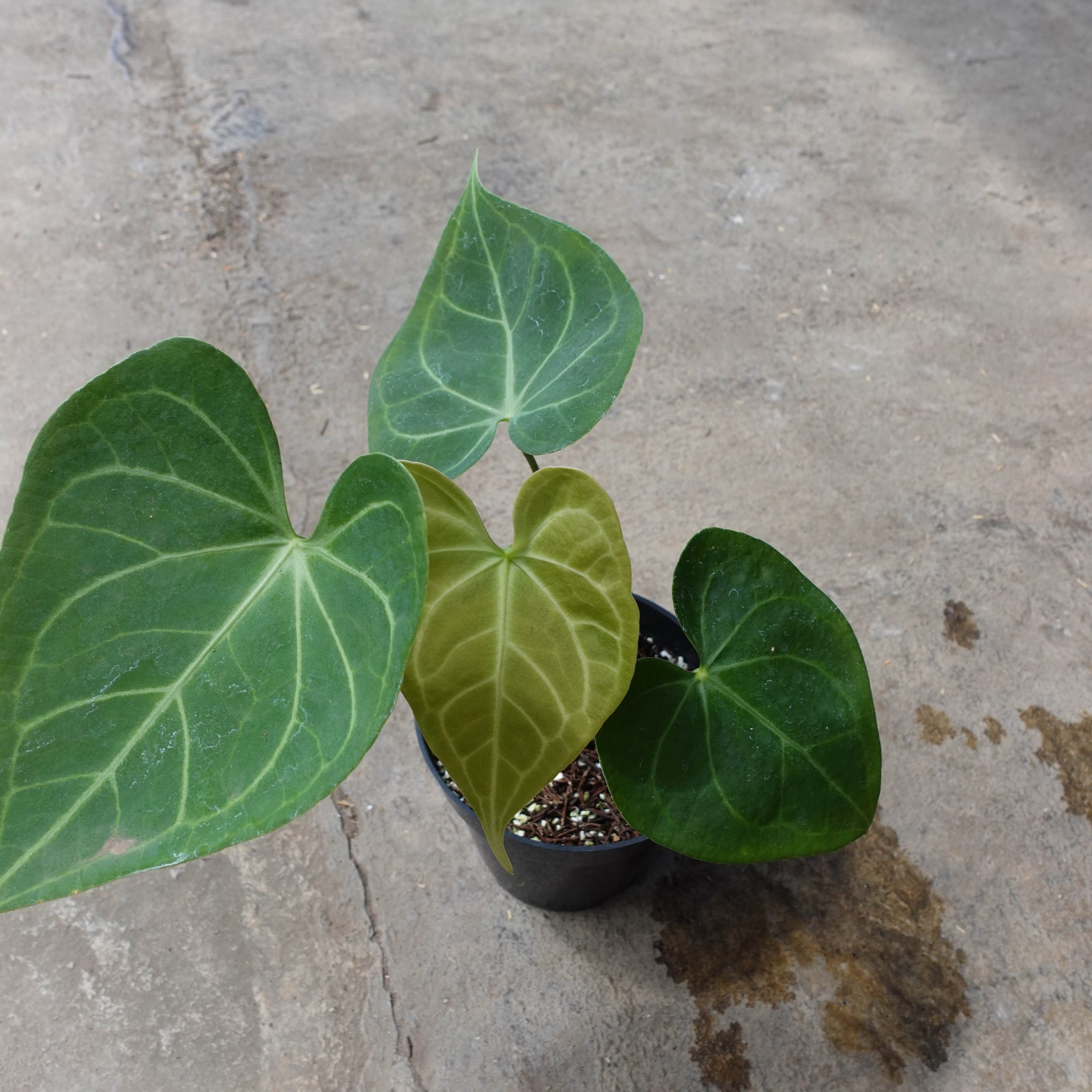 Anthurium Clarinervium Hybrid - Art Garden Flowers