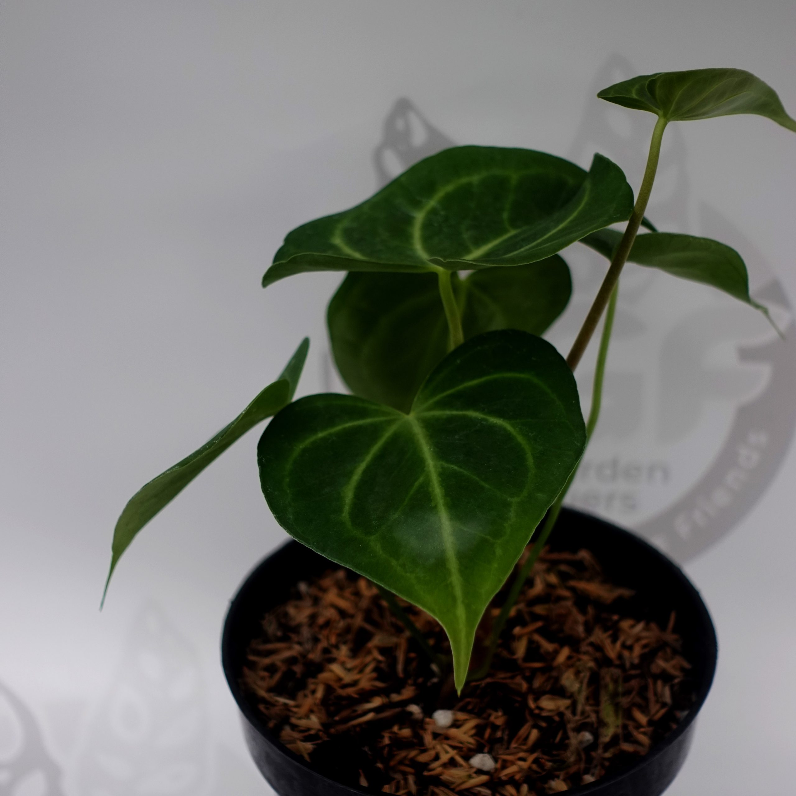 Anthurium Clarinervium Hybrid - Art Garden Flowers