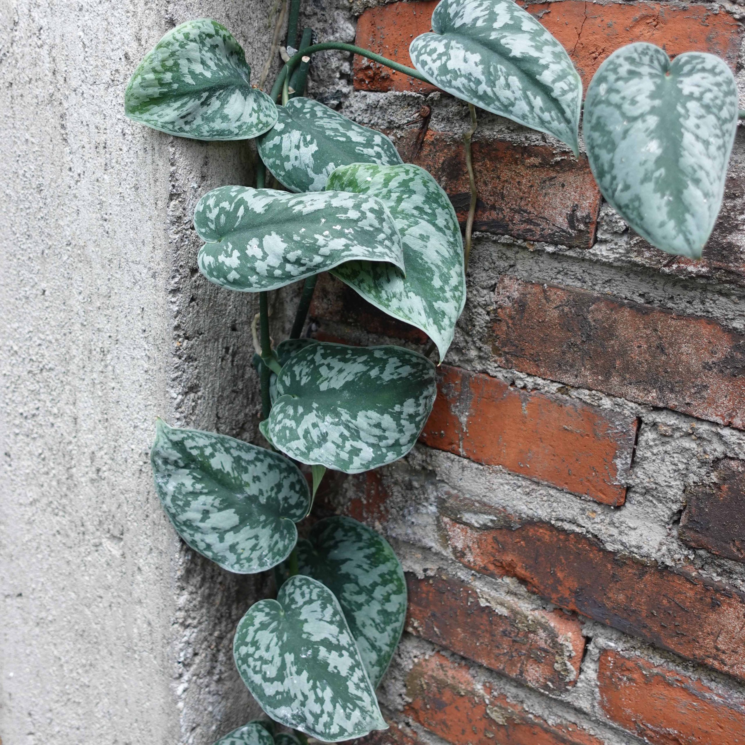 Scindapsus Exotica – Art Garden Flowers