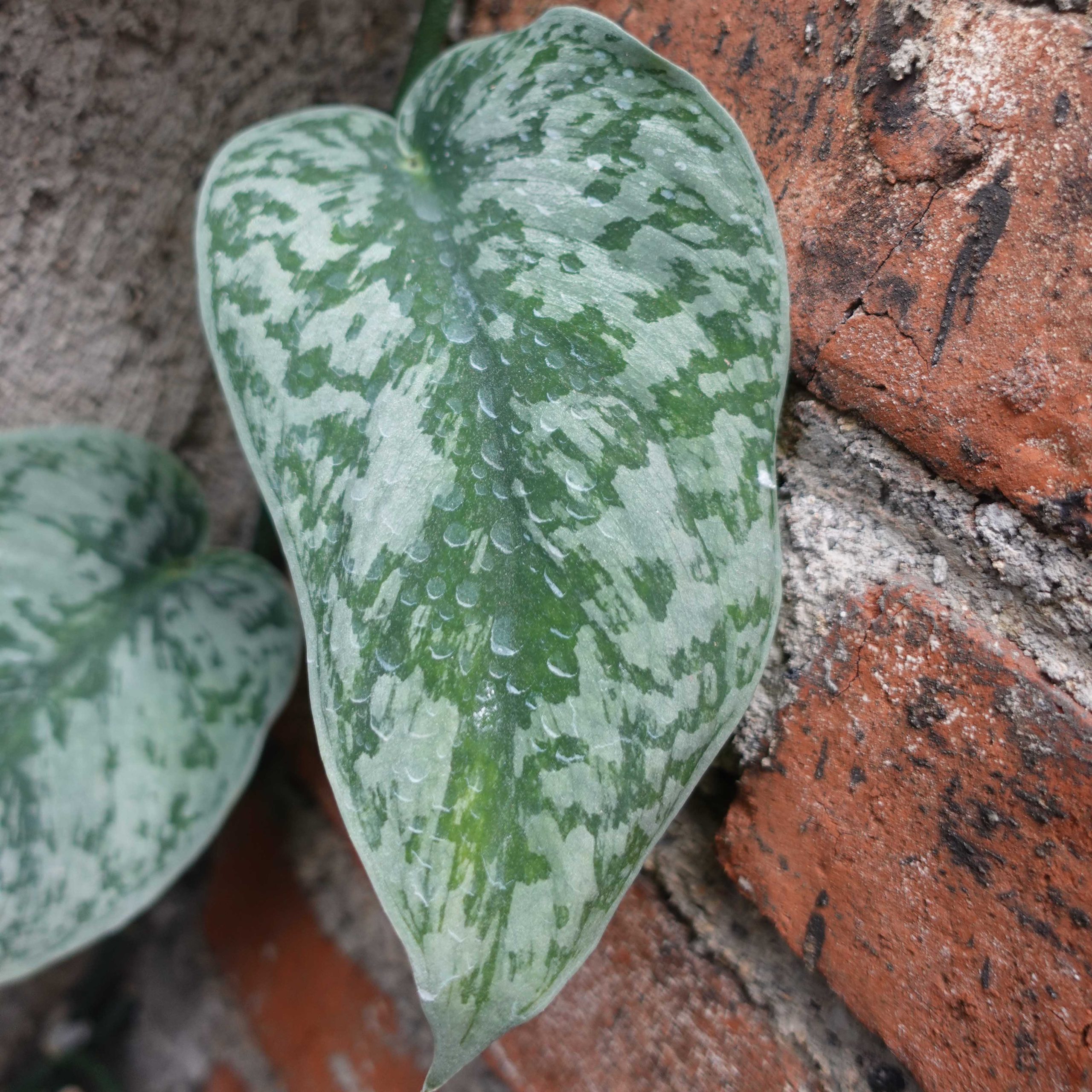 Scindapsus Exotica - Art Garden Flowers