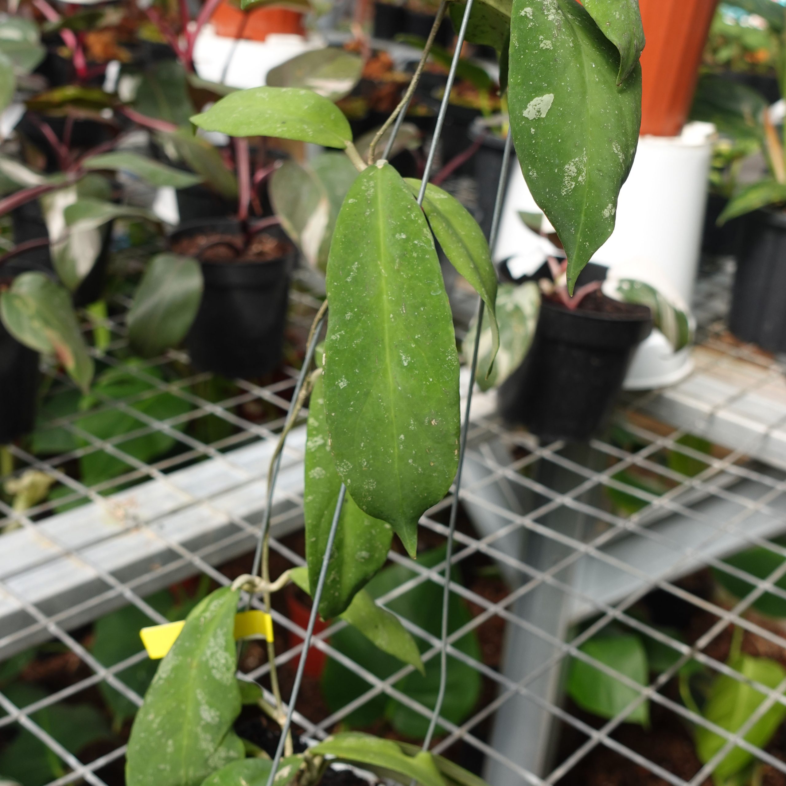 Hoya Polypus Splash Pink - Art Garden Flowers