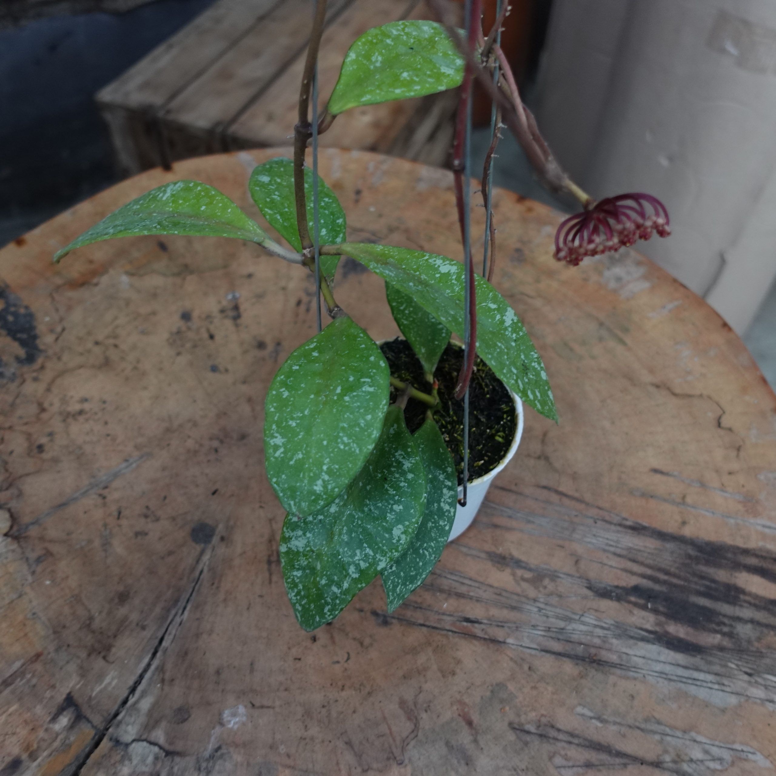 Hoya Rundumensis Splash - Art Garden Flowers