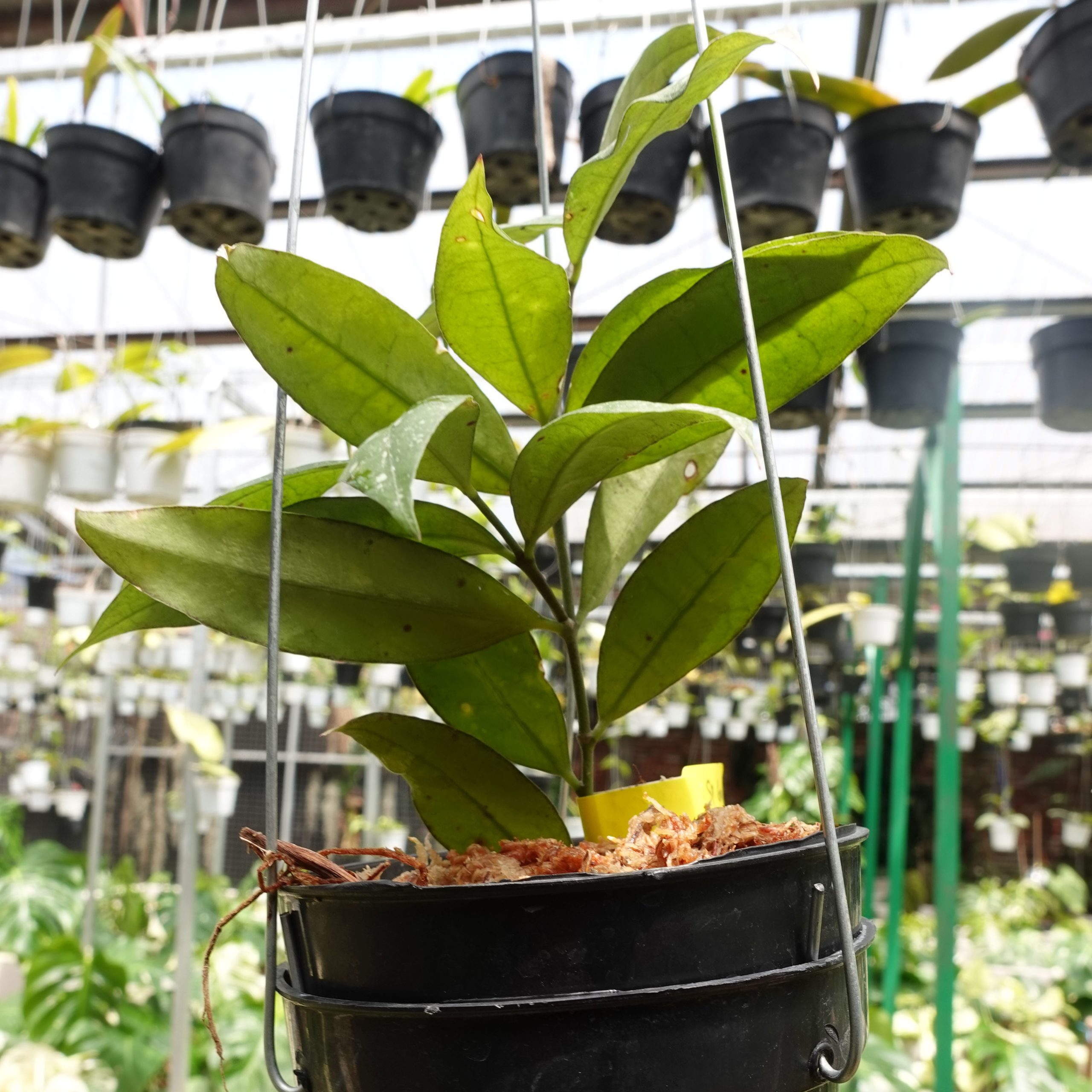 Hoya Sp Garut - Art Garden Flowers