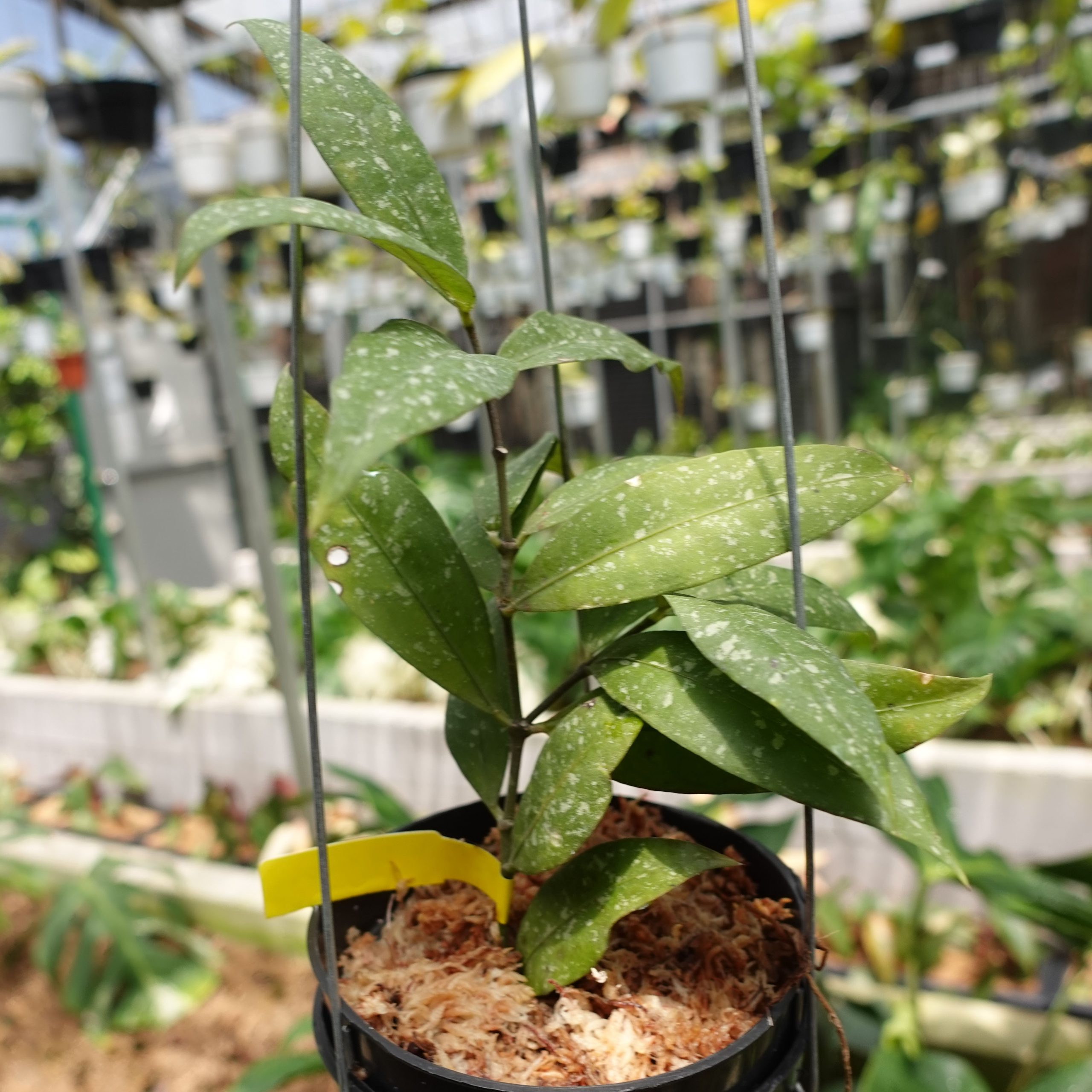 Hoya Sp Garut - Art Garden Flowers