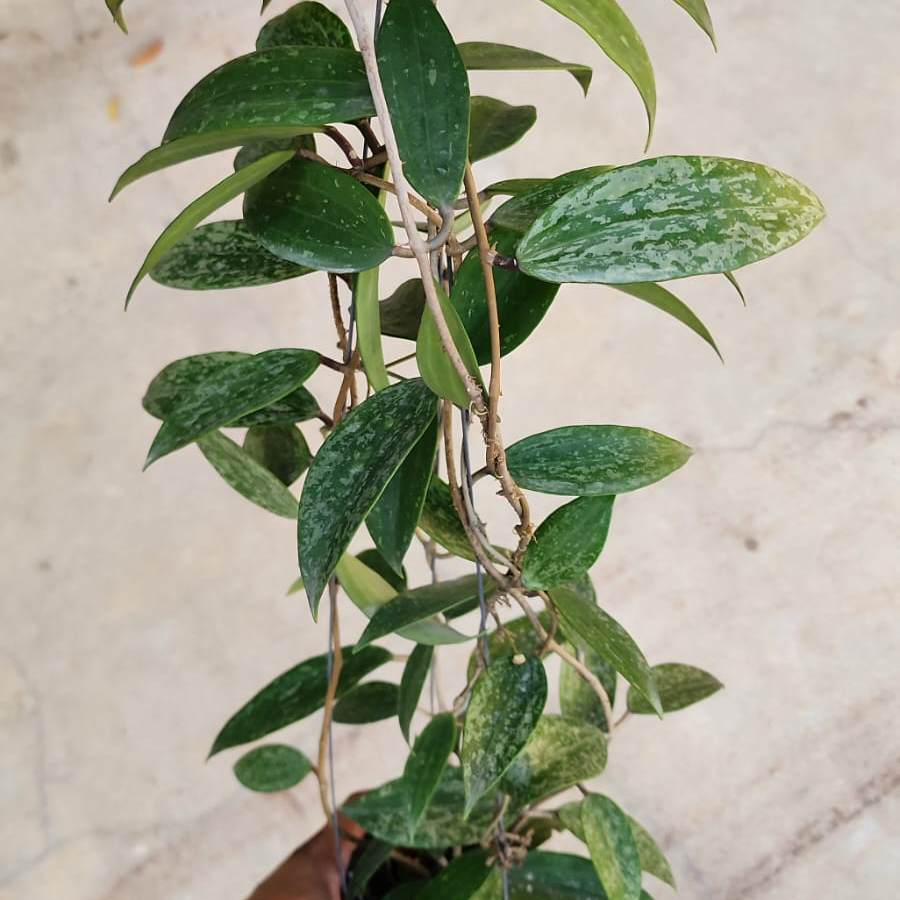 Hoya Rangsan - Art Garden Flowers