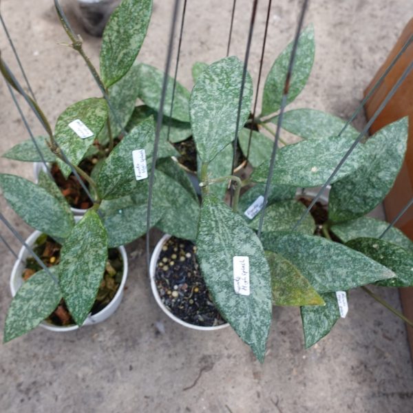 Hoya Rundumensis High Splash - Art Garden Flowers