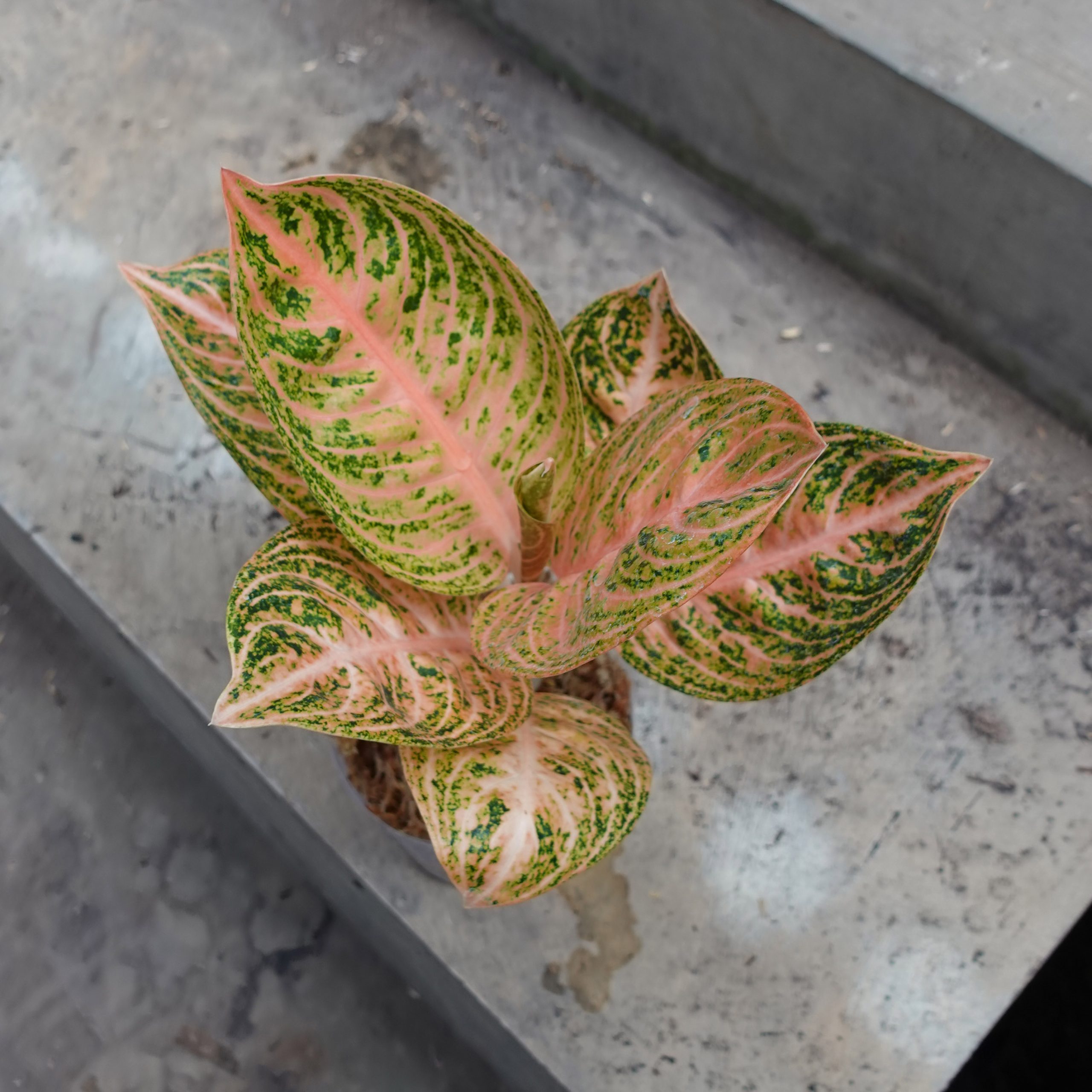 Aglaonema Widuri - Art Garden Flowers