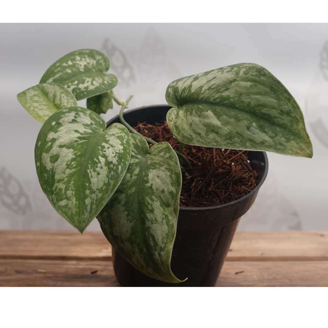 Scindapsus Exotica - Art Garden Flowers