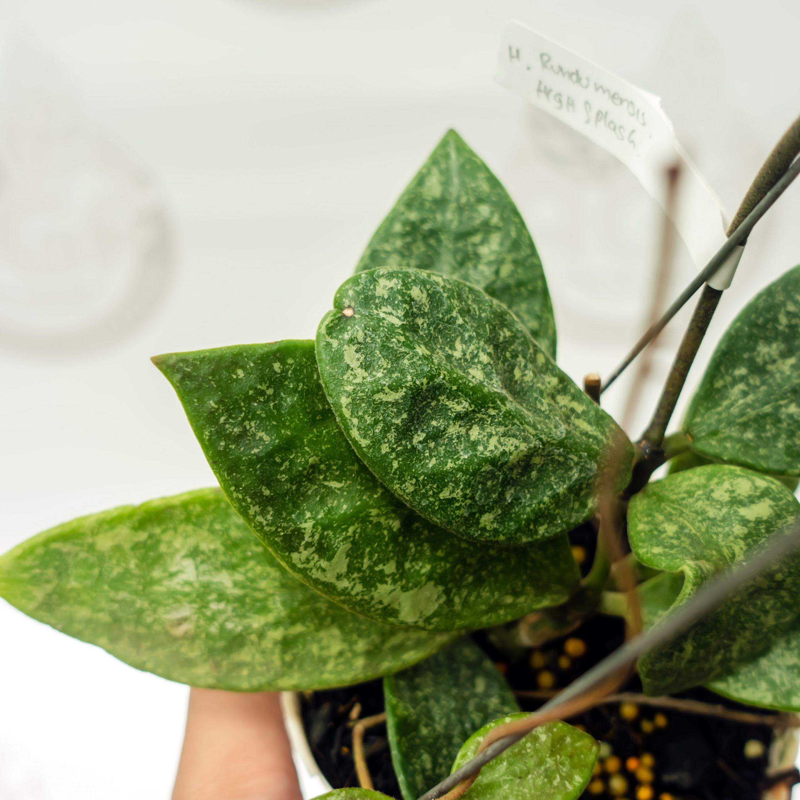 Hoya Rundumensis High Splash - Art Garden Flowers