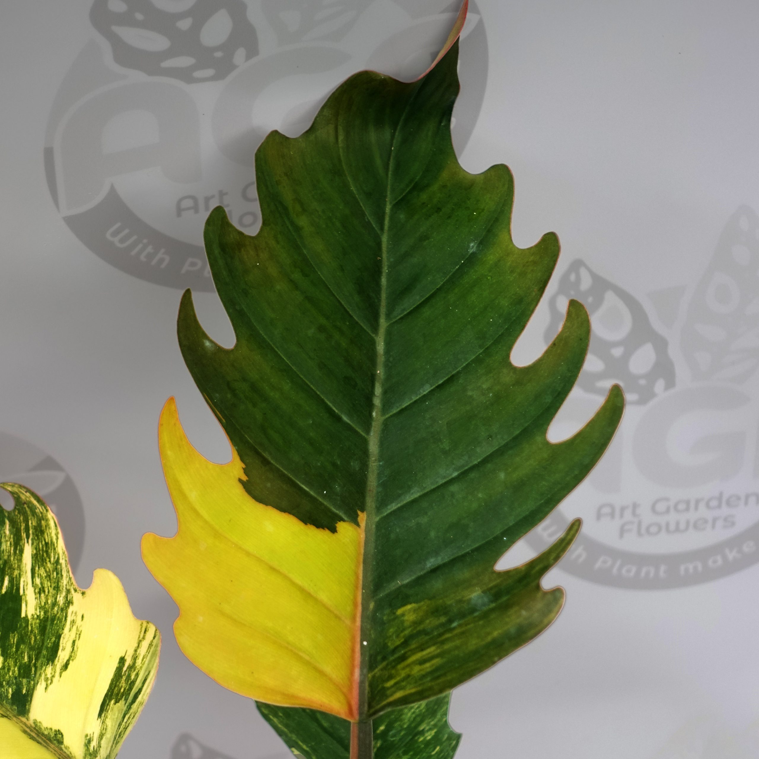 Philodendron Caramel Marble Variegated - Art Garden Flowers