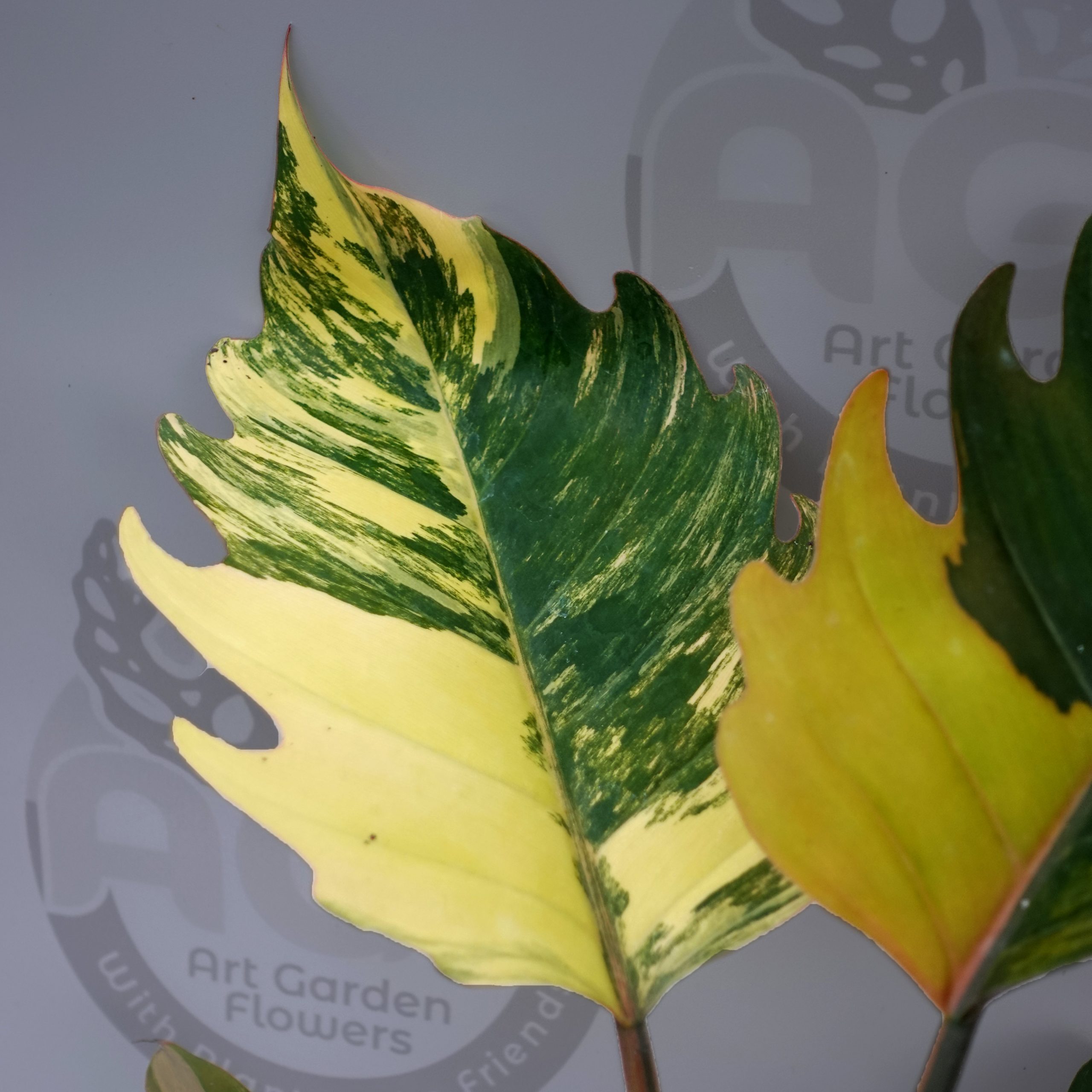 Philodendron Caramel Marble Variegated - Art Garden Flowers