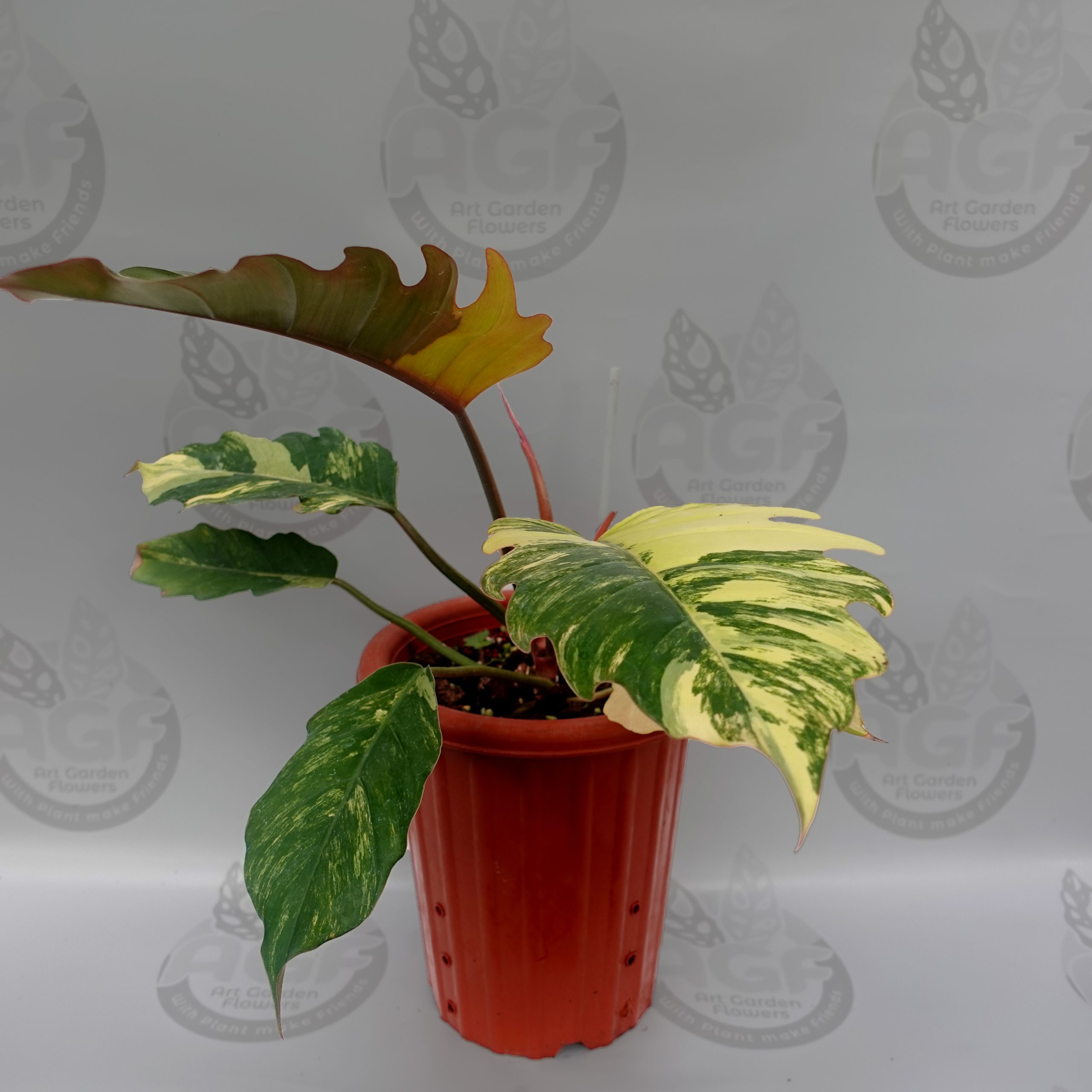 Philodendron Caramel Marble Variegated - Art Garden Flowers