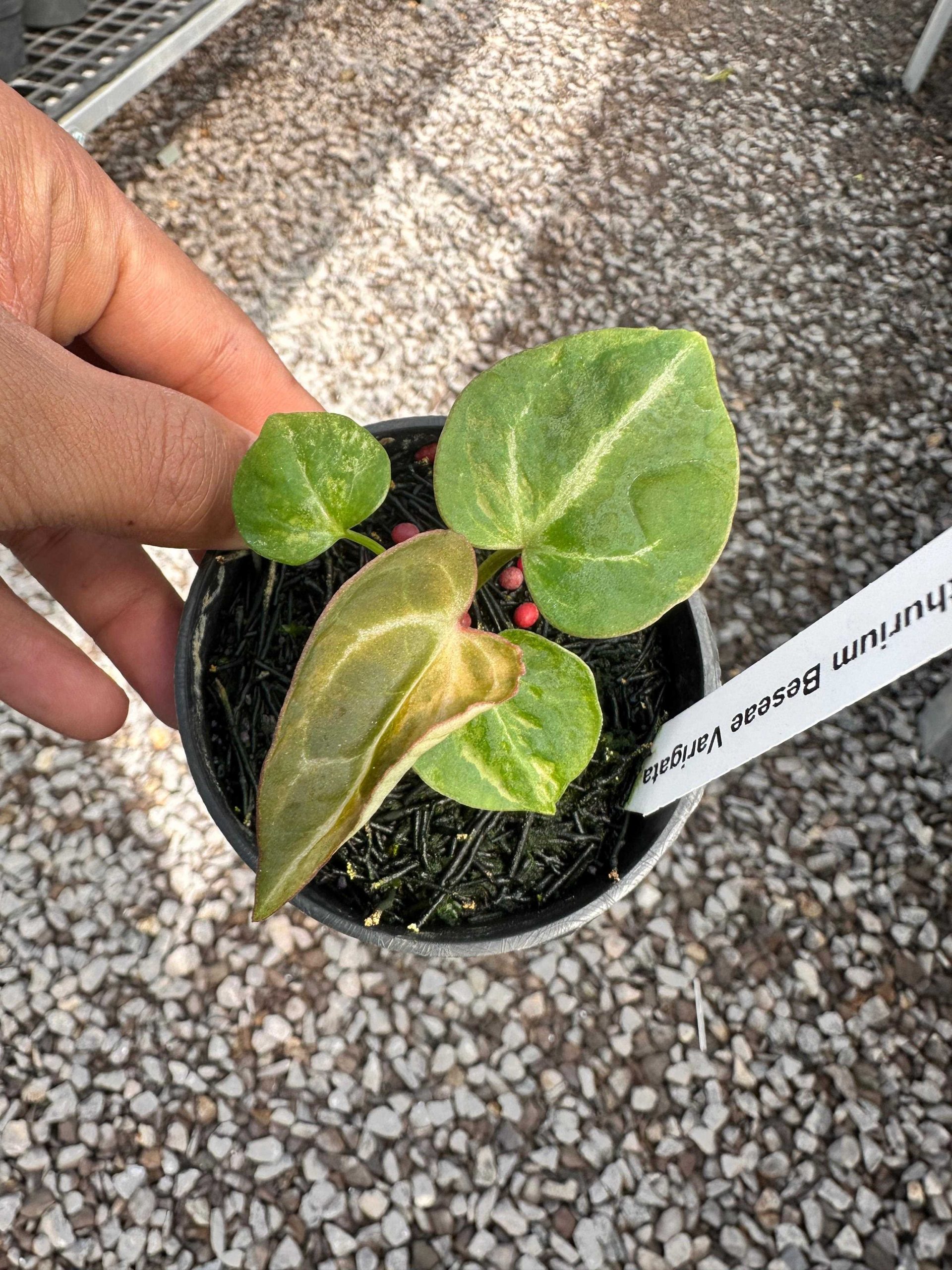 Anthurium Besseae variegated - Art Garden Flowers