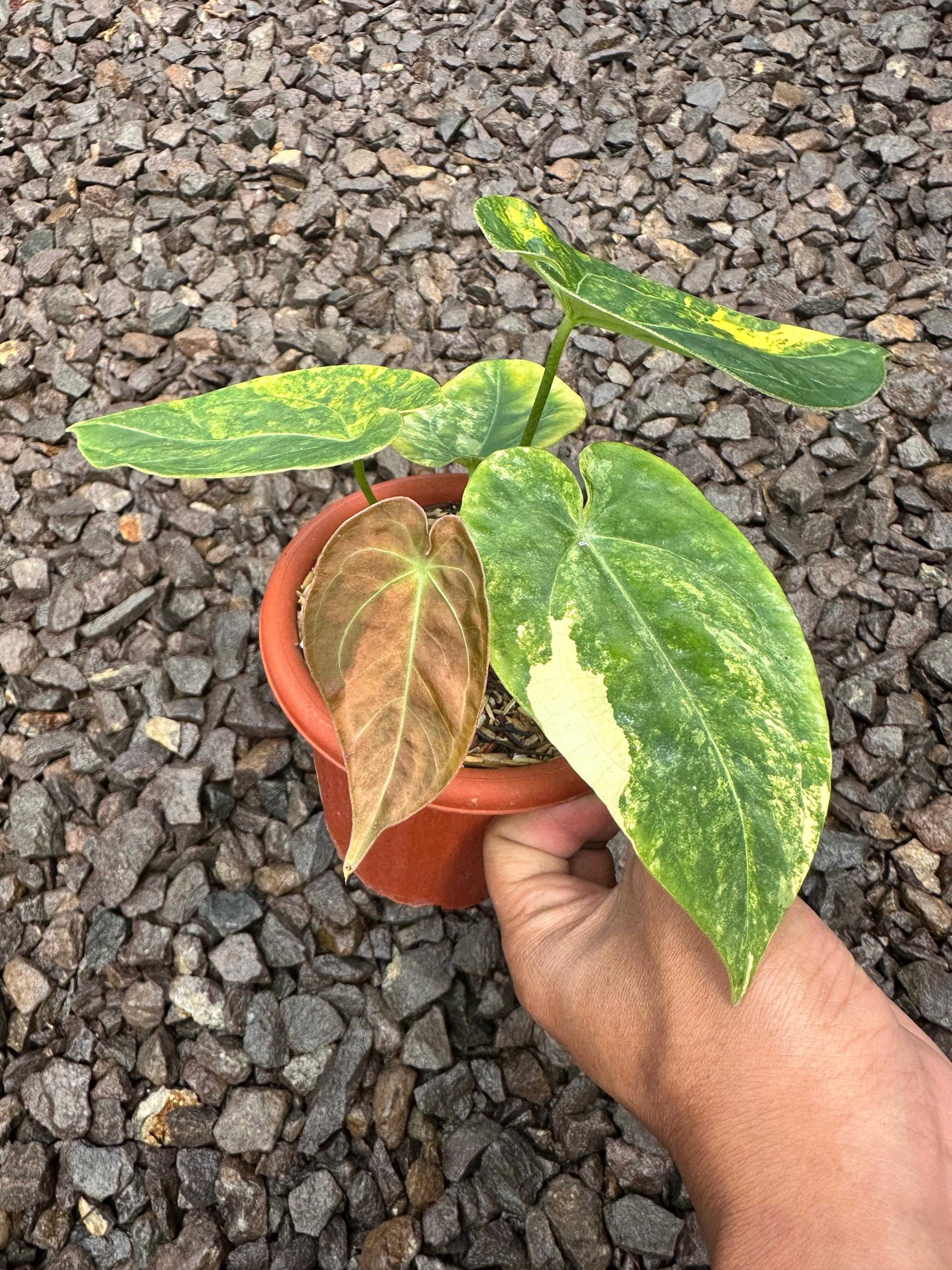 Anthurium Black Venom Hybird Variegated - Art Garden Flowers